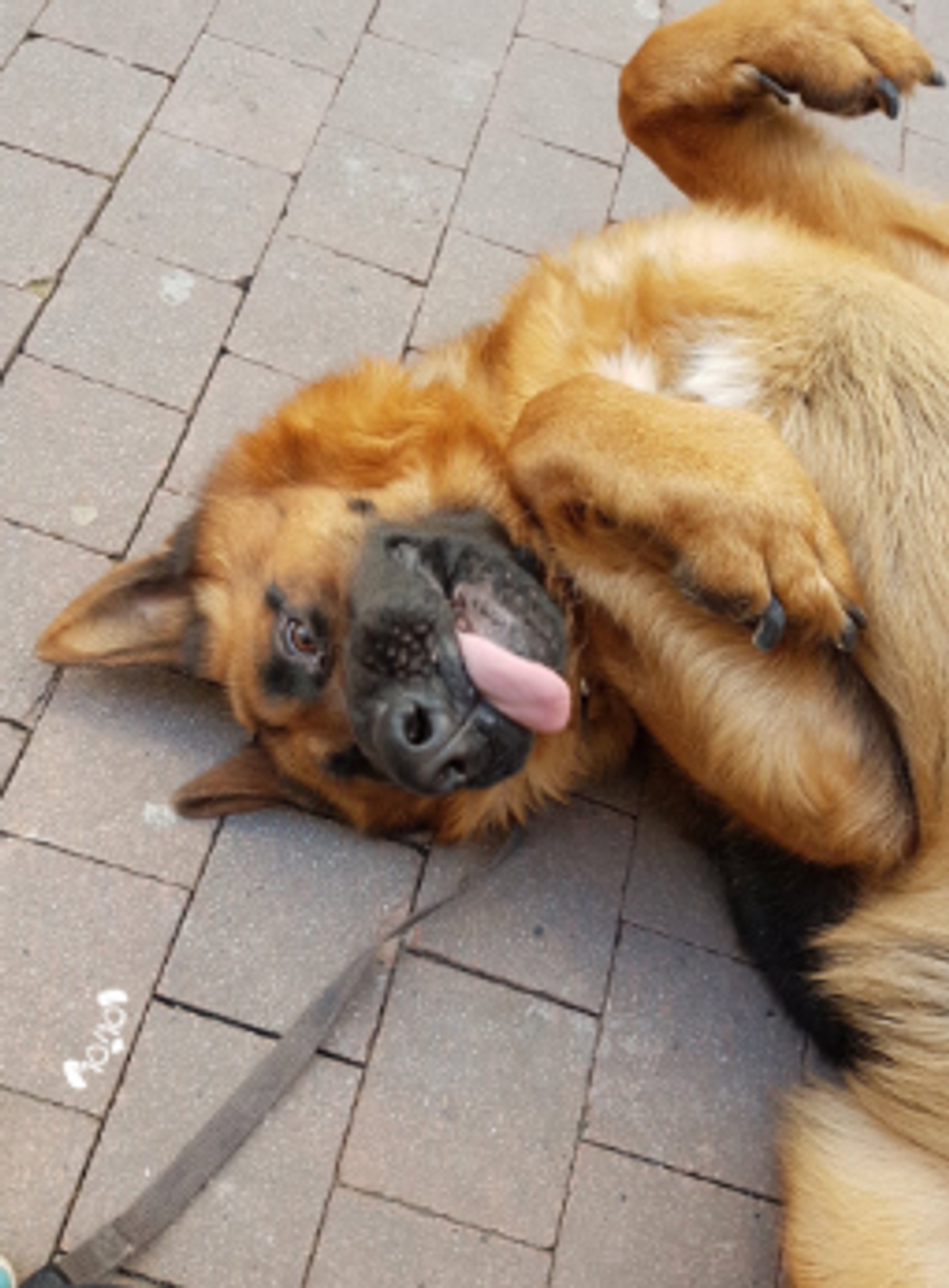 13 Pictures Of Dogs To Get You Through Finals Week | The Odyssey Online