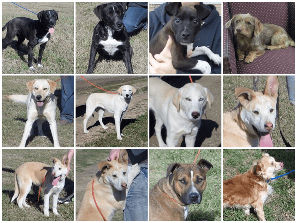 5 Reasons You Should Adopt A Shelter Dog | The Odyssey Online
