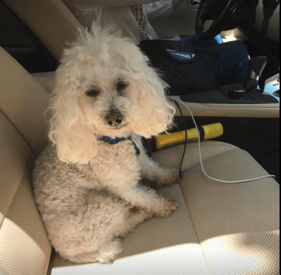 Spending More One On One Time With My Dog Changed His Life | The ...