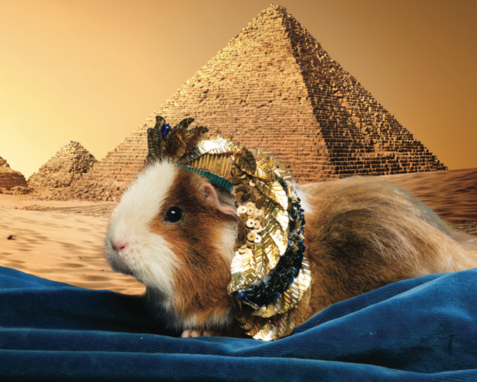 Small Rodents Take The Place Of Actors And Actresses | The Odyssey Online