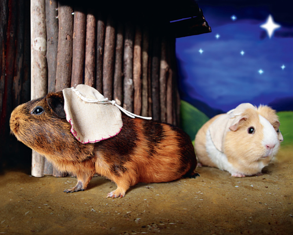 Small Rodents Take The Place Of Actors And Actresses | The Odyssey Online