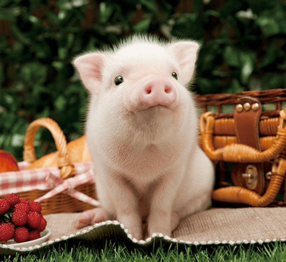 16 Piggies To Brighten Up Your Day | The Odyssey Online