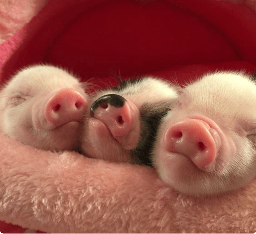 16 Piggies To Brighten Up Your Day | The Odyssey Online