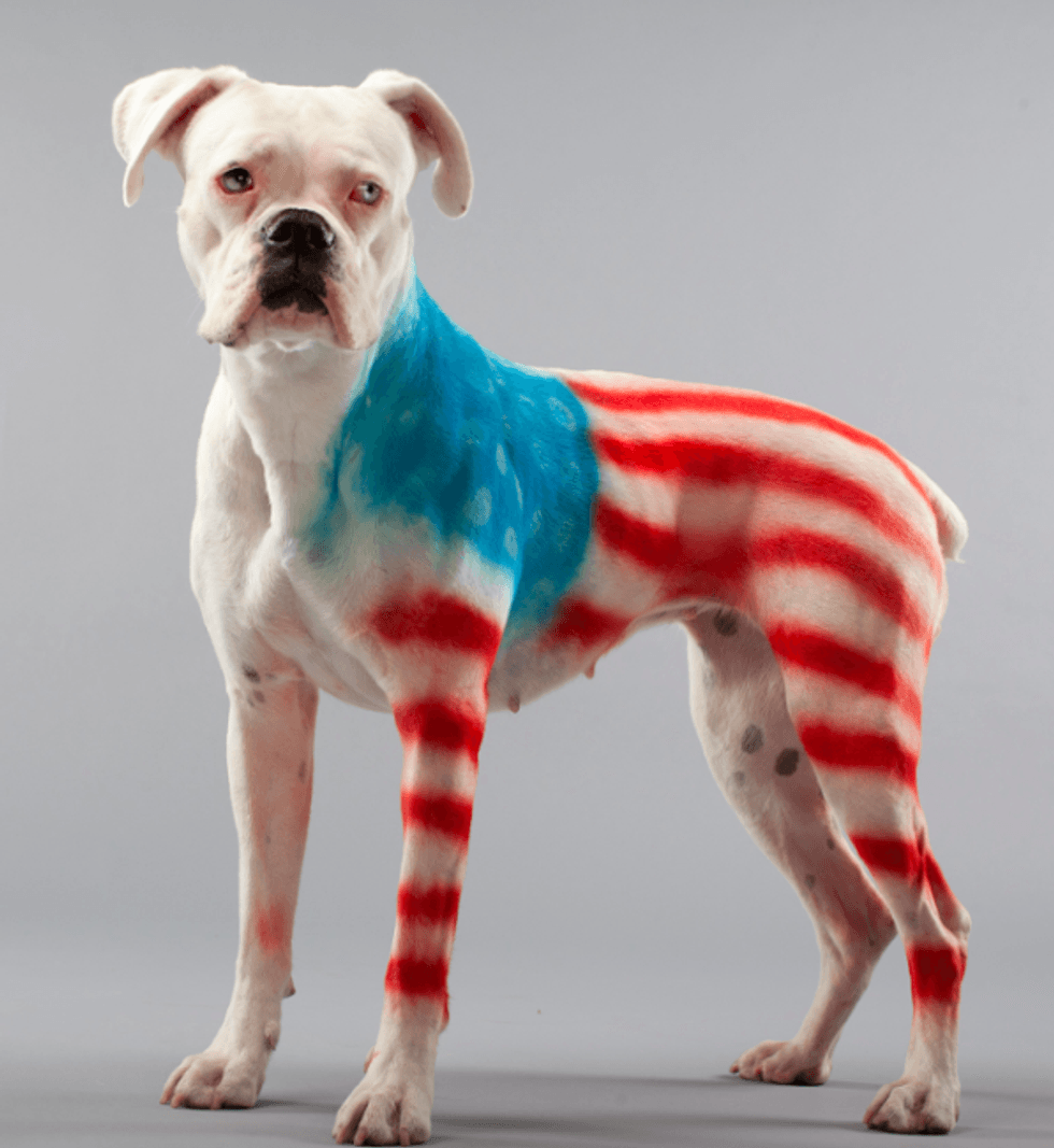 29 Patriotic Dogs To Make Your 4th Even Better | The Odyssey Online