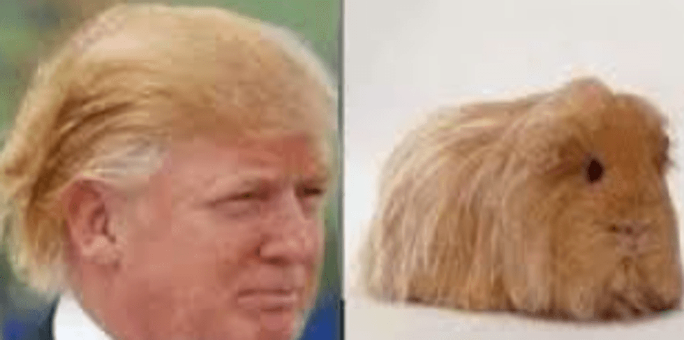 20 Trump Look-Alikes To Get You Through The Day | The Odyssey Online