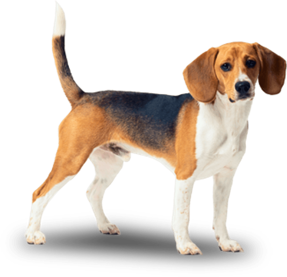 If American University Varsity Sports Teams Were Dogs | The Odyssey Online