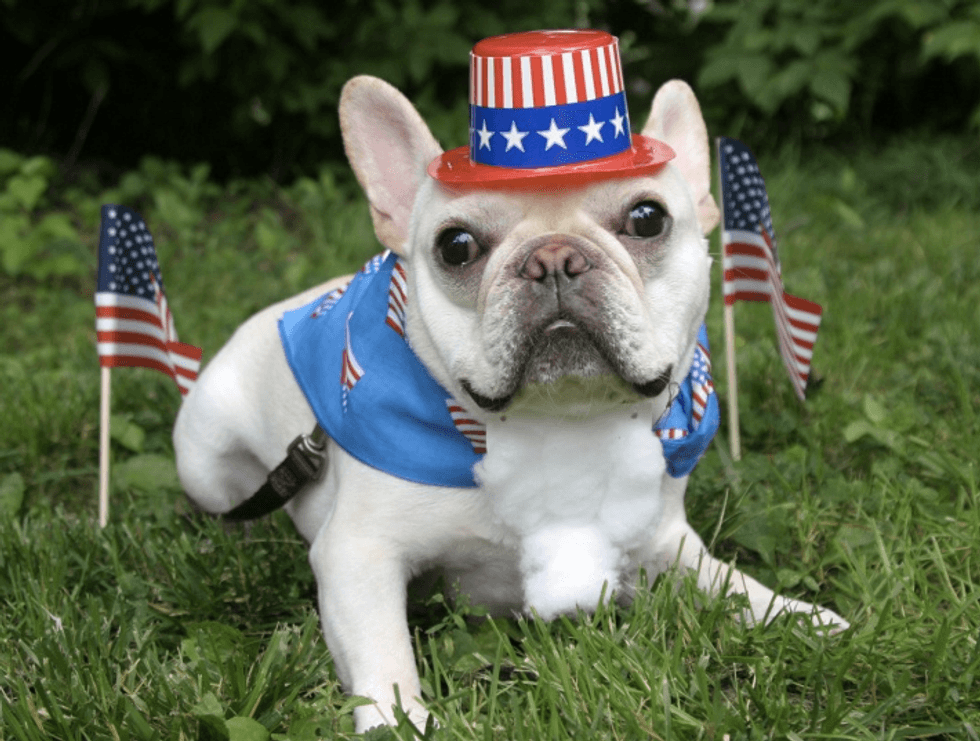 12 Animals Who Drip America | The Odyssey Online