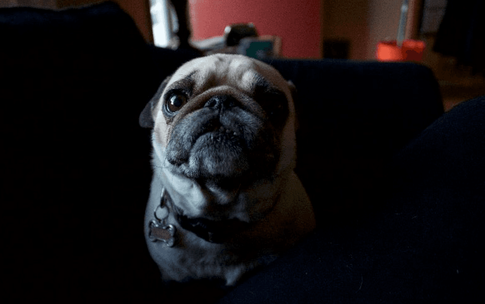 10 Of The Best Animal Insta's You NEED To Check Out | The Odyssey Online