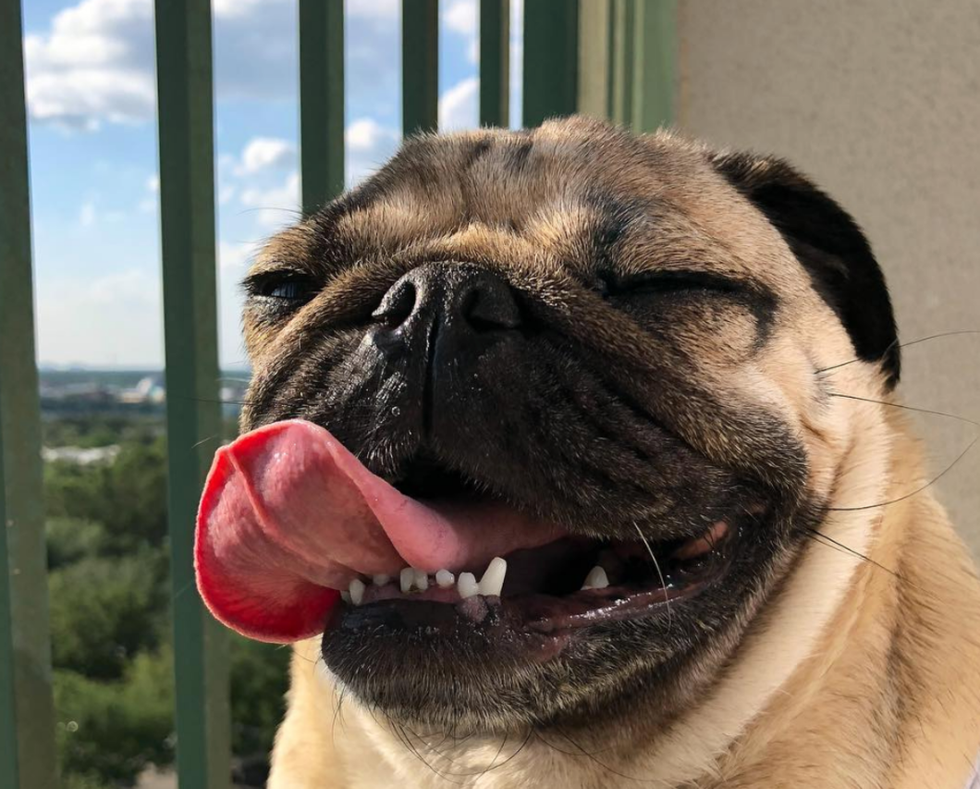 10 Reasons Why Pugs Are The Best Dogs Ever | The Odyssey Online