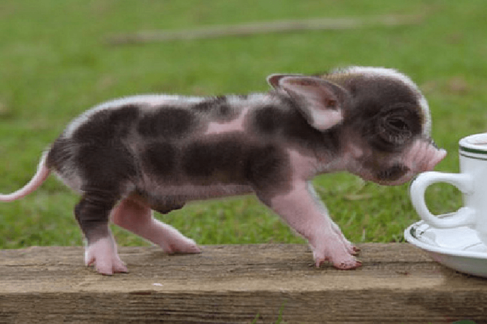 17 Teacup Pig Pictures That Will Make Your Heart Explode | The Odyssey ...
