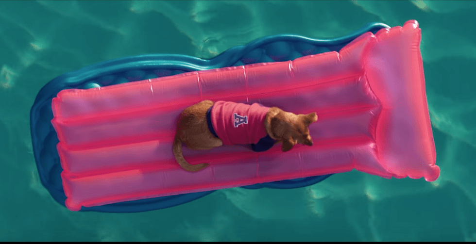 Toulouse Grande Is The Real Star of 'thank u, next' | The Odyssey Online