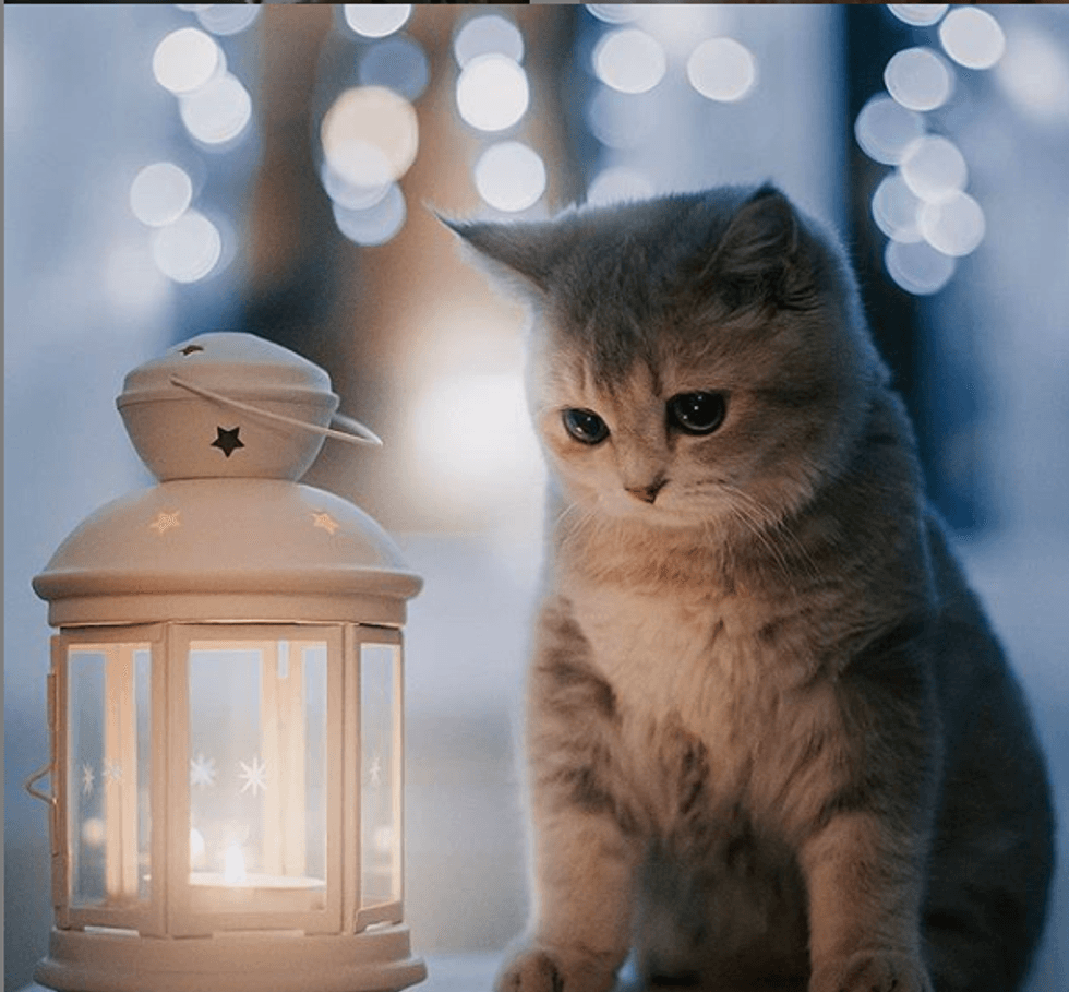 11 Instagram Animals You Should Already Be Following | The Odyssey Online