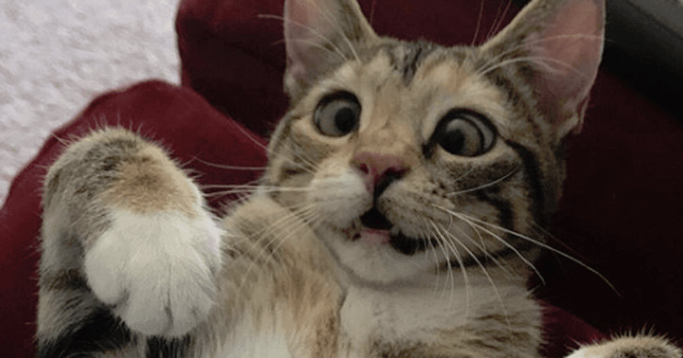 Best Cat Accounts To Follow On Instagram | The Odyssey Online