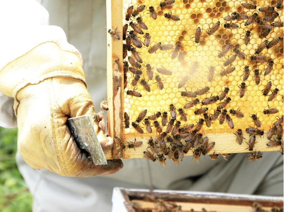 Cases of living bugs inside live human bodies | The Odyssey Online