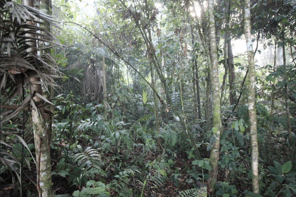 The Amazon Rainforest Could Be Gone In 50 Years And If That Doesn't ...