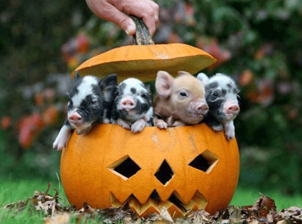 16 Piggies To Brighten Up Your Day | The Odyssey Online