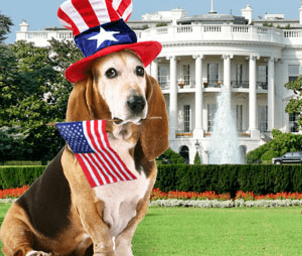 The Presidential Candidates As Dog Breeds | The Odyssey Online