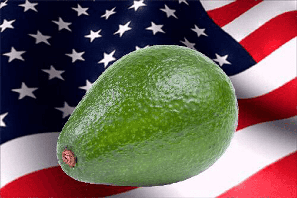 Why The Avocado Is A Better Political Candidate Than Donald Trump | The ...
