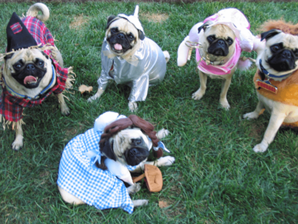 12 Reasons Pugs Are The Best | The Odyssey Online