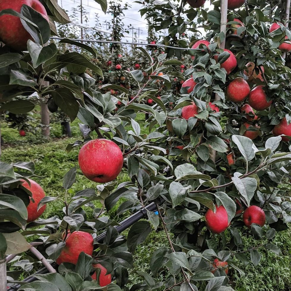 7. Go pick apples and bake a pie. | The Odyssey Online
