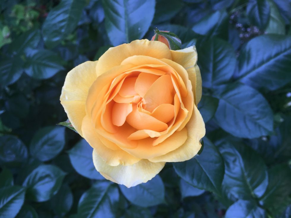 A Rose from the Westminster- Covent Garden | The Odyssey Online