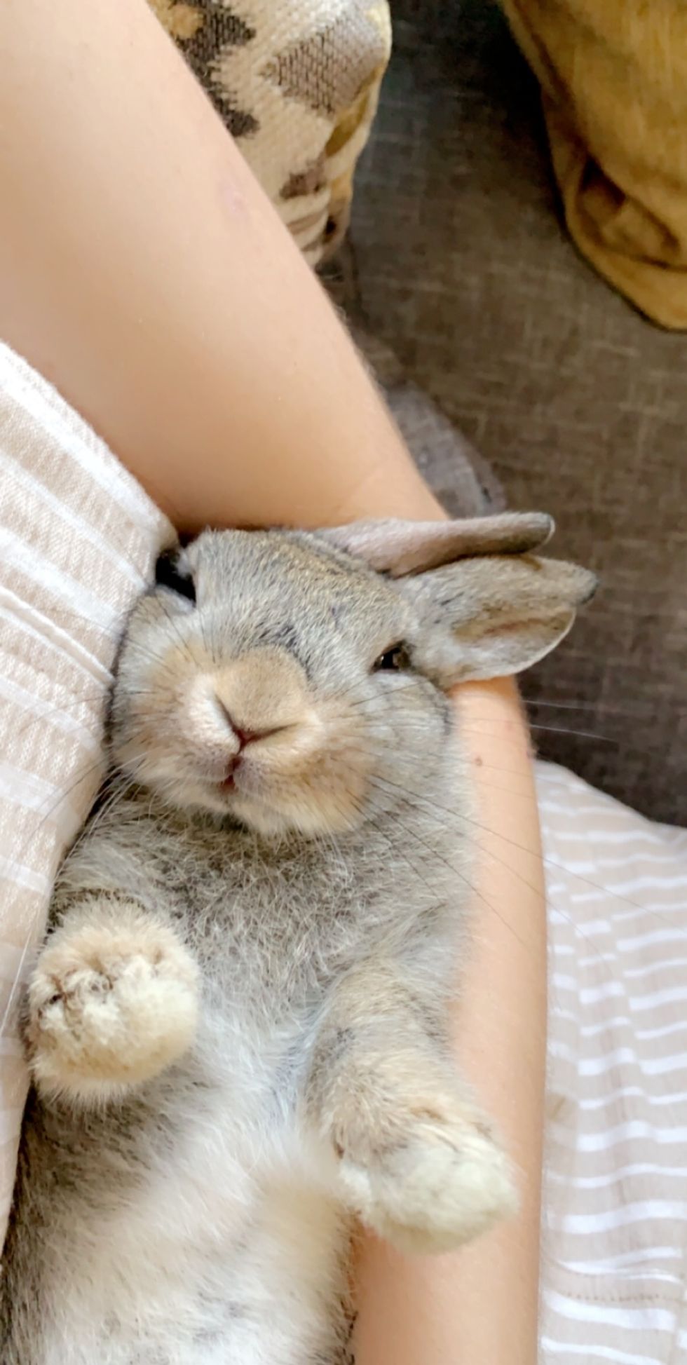 Why A Bunny Is The Best Emotional Support Animal | The Odyssey Online