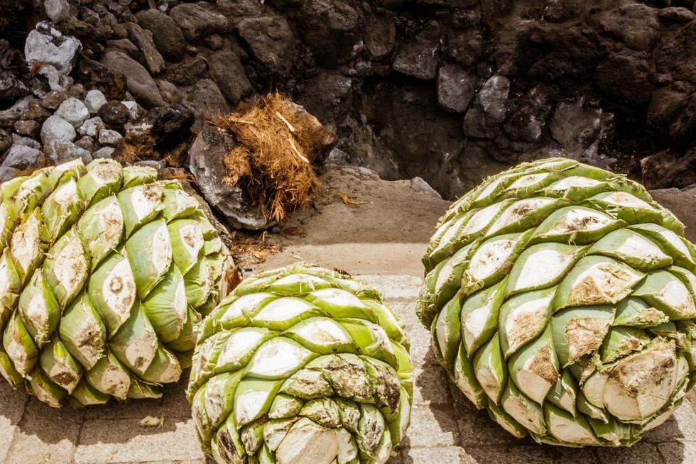 How is Mezcal Made? | The Odyssey Online