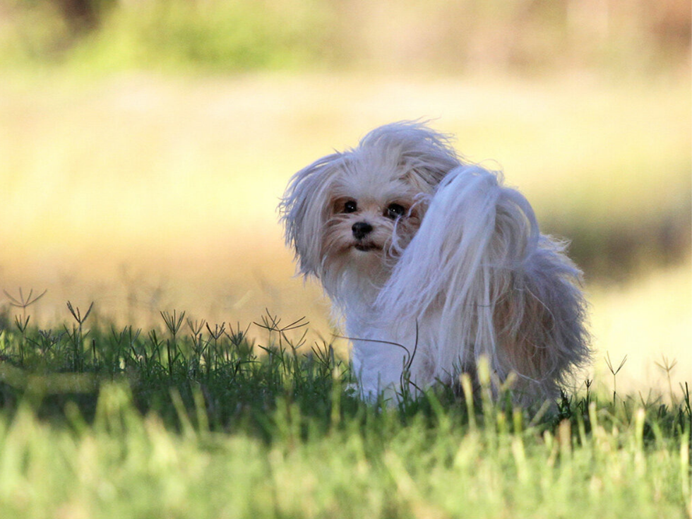 Mi-Ki Dog Breed Info - All You Need To Know | The Odyssey Online