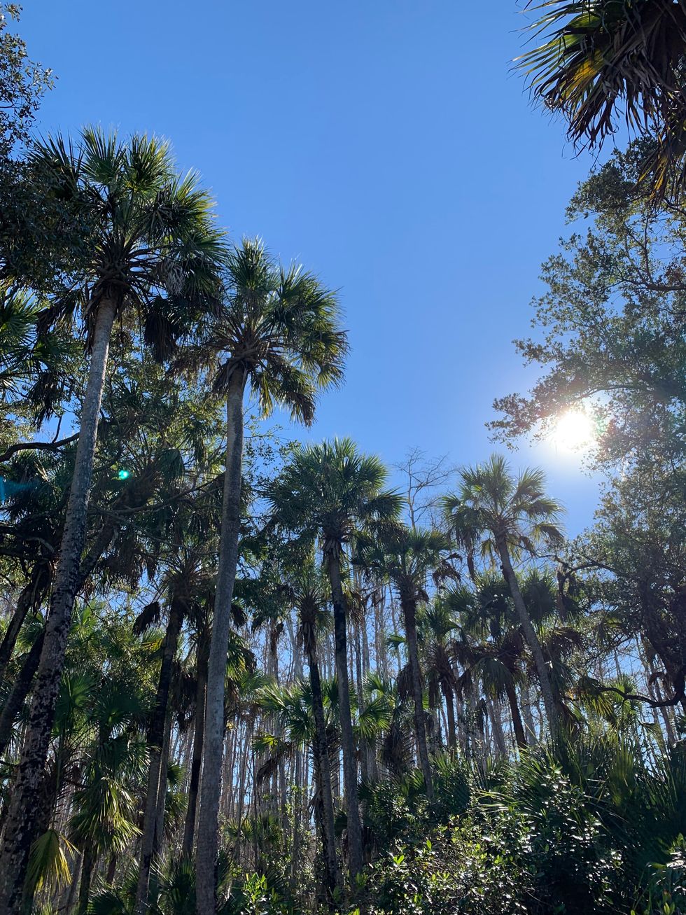 4 Reasons Florida Gulf Coast University Is A Tropical Oasis | The ...