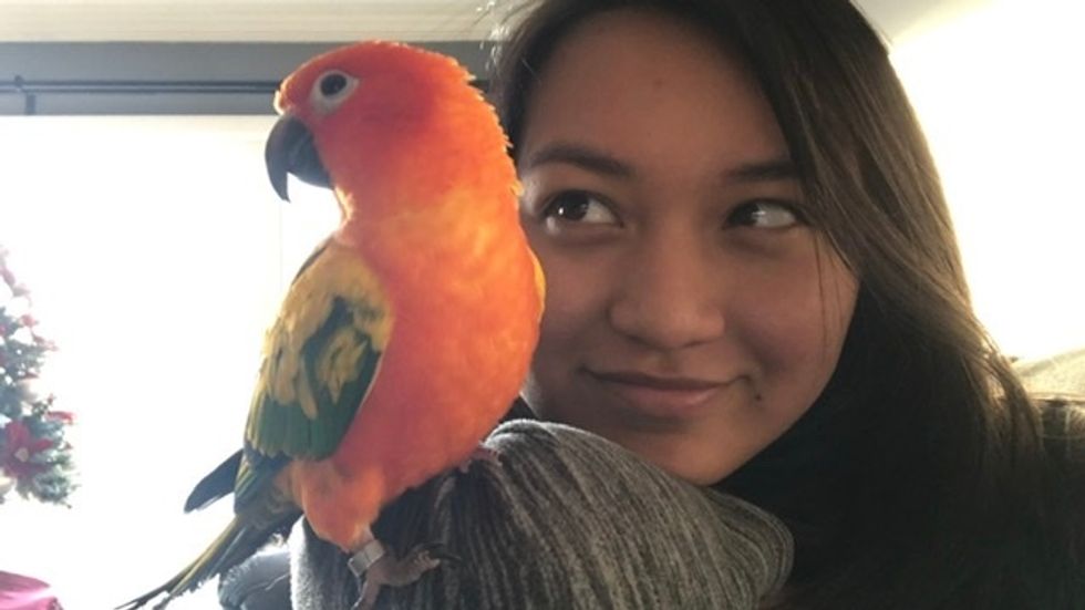Can’t Decide On A New Pet? Meet Hercules The Sun Conure | The Odyssey ...