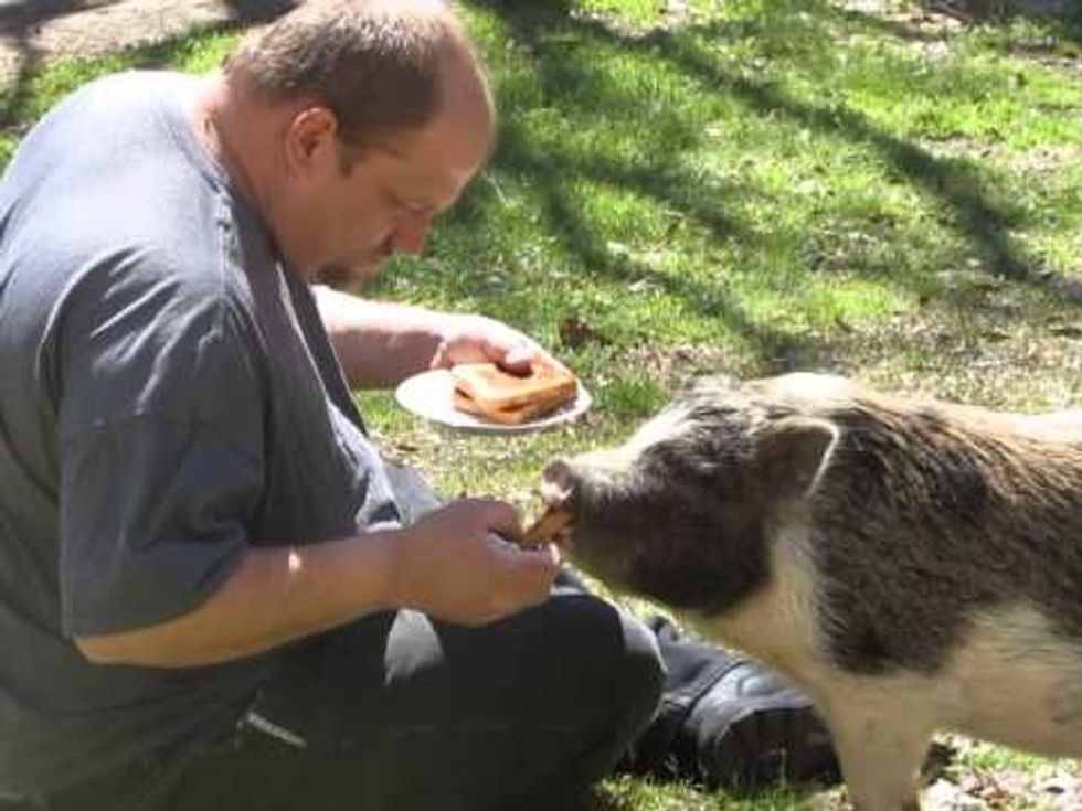 The chunky and stubby Pig | The Odyssey Online