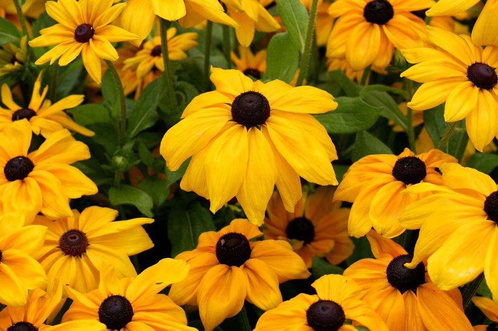 Eating Yellow Paint Won't Make You Happy, But These 15 Things Just ...
