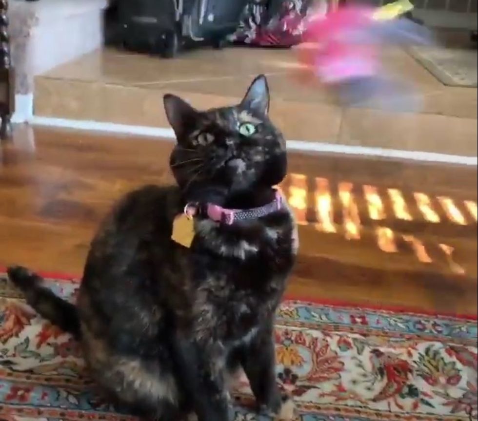 My Cats' Favorite "Toys" | The Odyssey Online